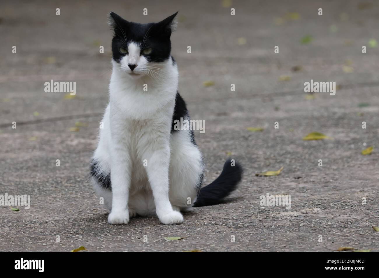 Piebald cat breed hi-res stock photography and images - Alamy