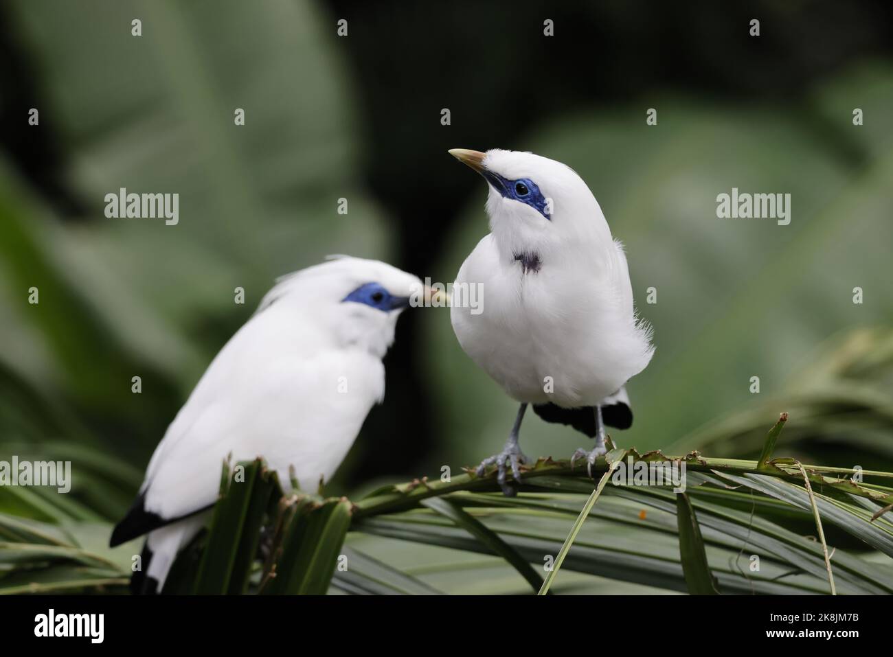 A couple of Bali myna (Leucopsar rothschildi) birds perched on a plant ...