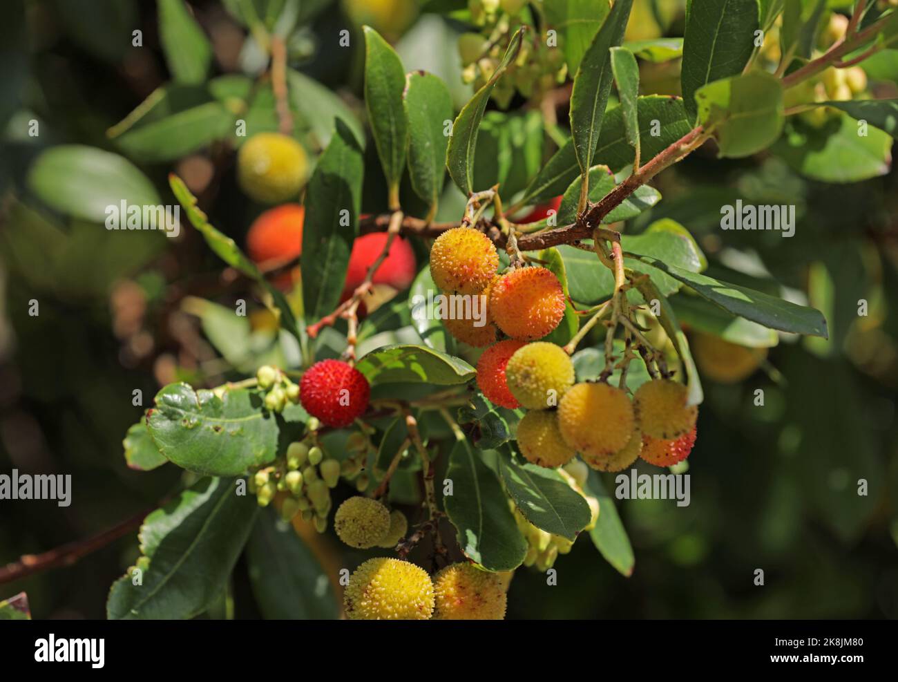 Strawberry tree in autumn in Italy Stock Photo - Alamy
