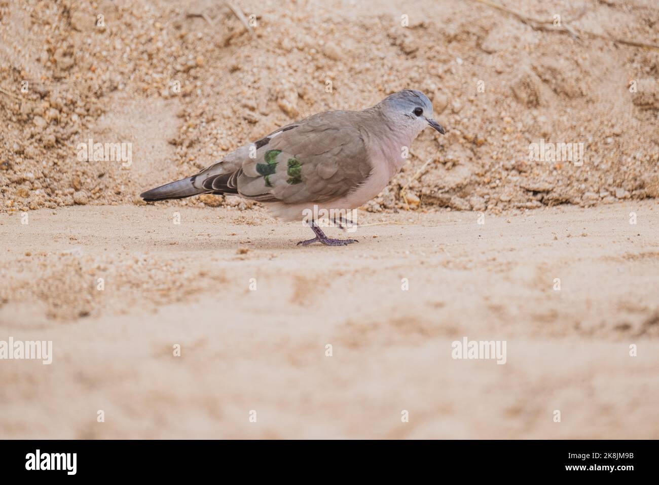 The close-up view of an Emerald-spotted wood dove perching in the soil ...