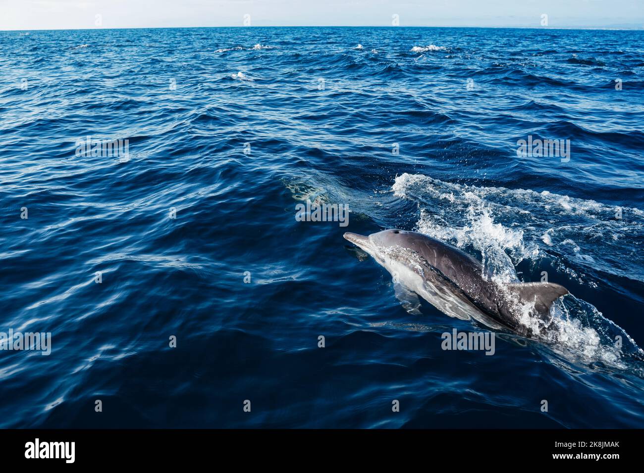 close up of a common dolphin in the blue Pacific ocean on a sunny day ...