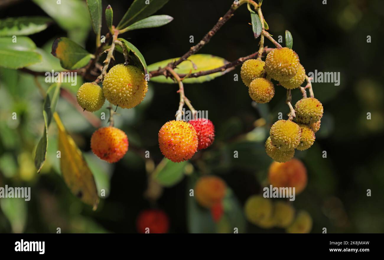 Strawberry tree in autumn in Italy Stock Photo - Alamy
