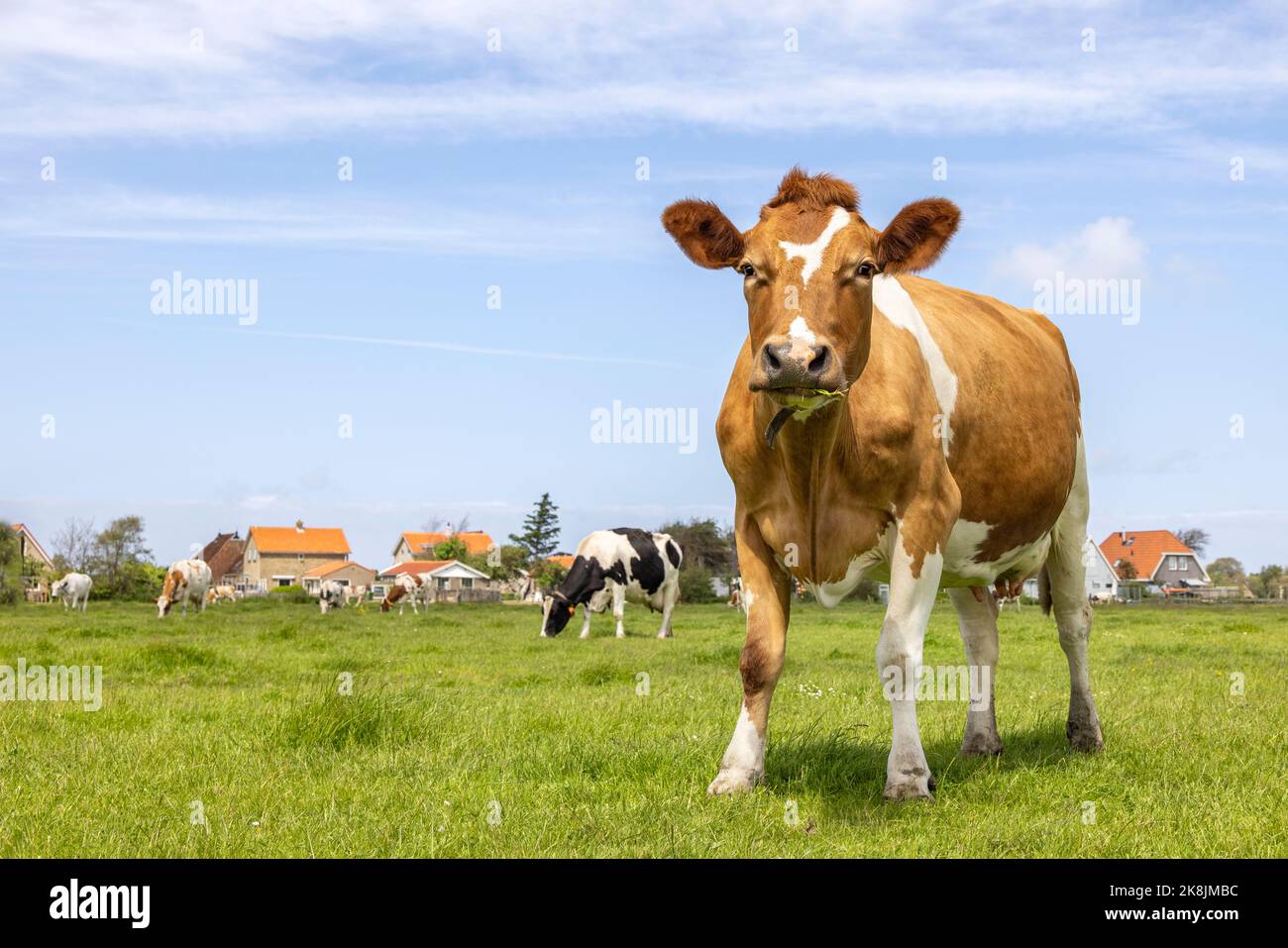 Cheerful cow, happy and excited, front view, at right side in a field ...