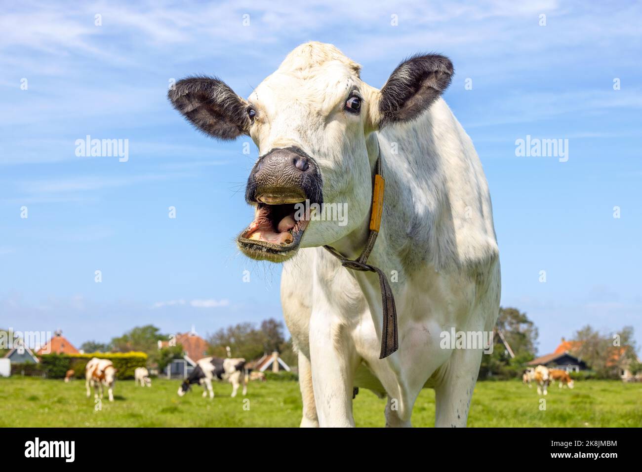 Funny Cow Chokes On Her Own Tongue Portrait Of A Cow Laughing With Mouth Open Showing Gums And