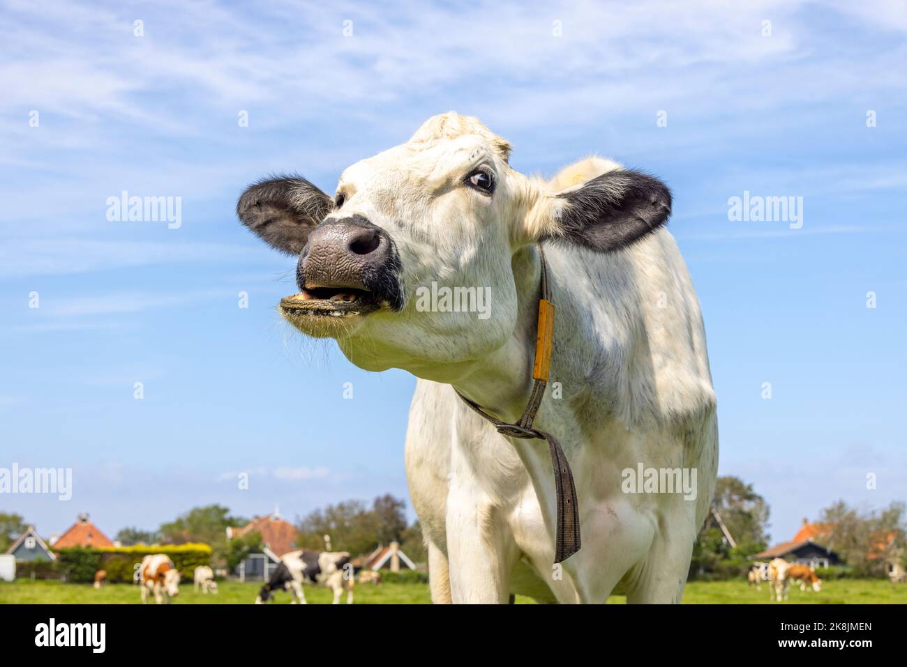 Cow Laughing