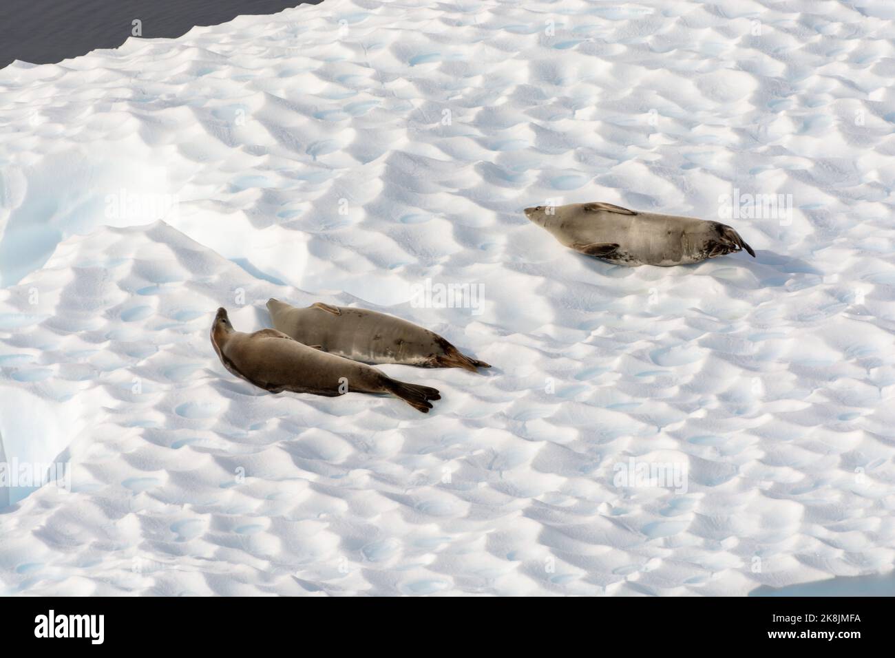 crabeater seals resting on iceberg in the sun in paradise harbour (bay ...