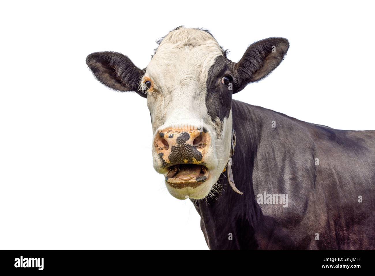 Mooing cow isolated on white, booing black and white looking, pink nose ...