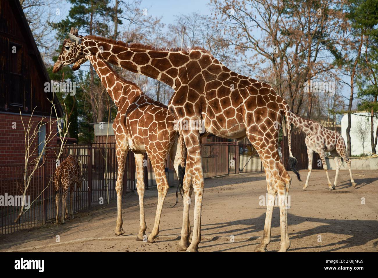 Two giraffe walk in aviary at Zoo Stock Photo - Alamy
