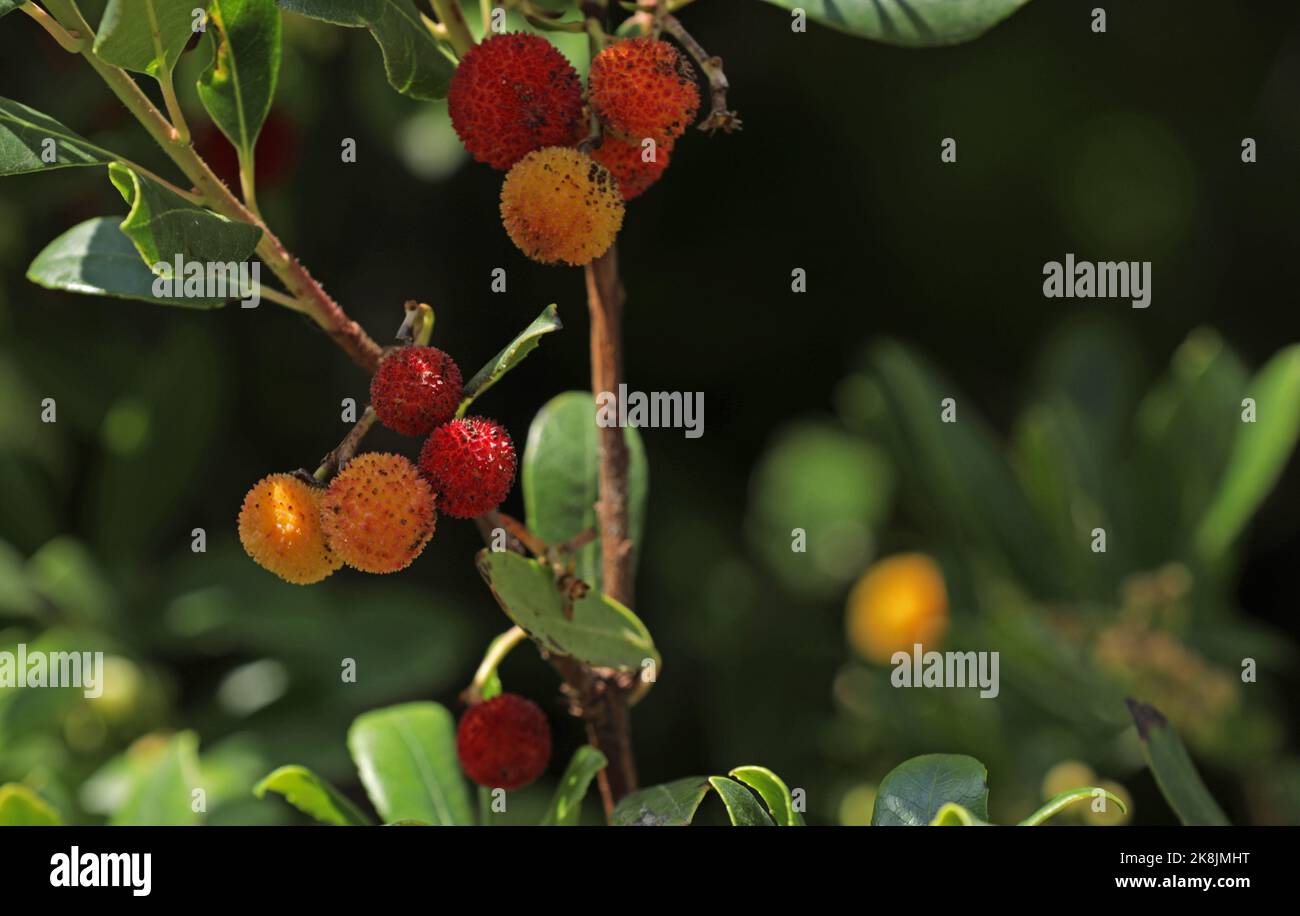 Strawberry tree in autumn in Italy Stock Photo - Alamy