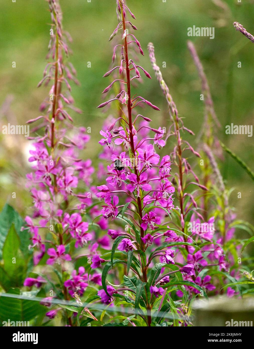 Roadside fireweed hi-res stock photography and images - Alamy