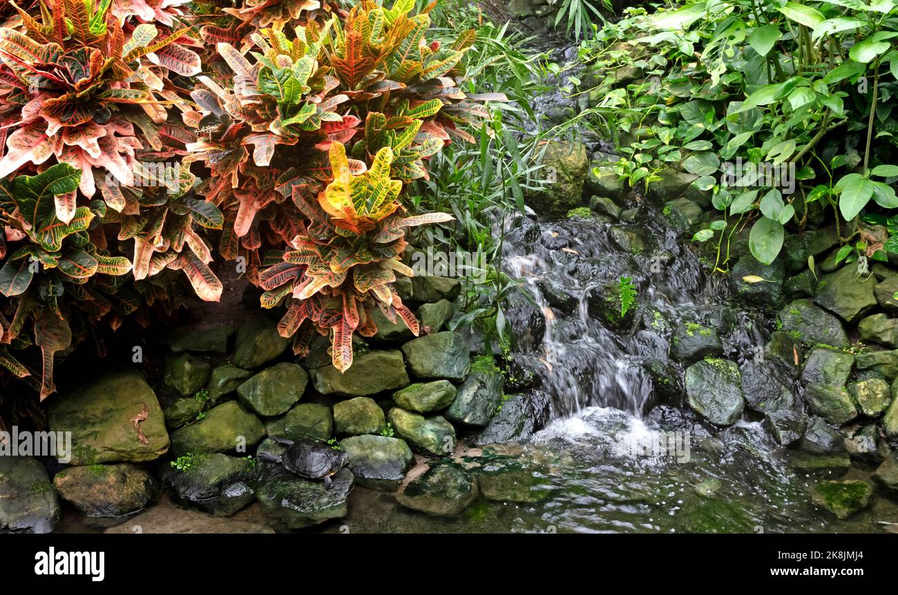 Tropical setting; waterfall,plants and a turtle - Nature Stock Photo ...