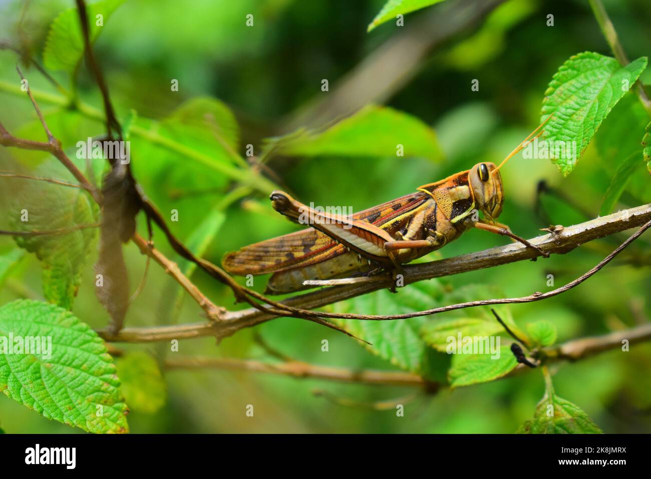Hd photo of grasshopper hi-res stock photography and images - Alamy