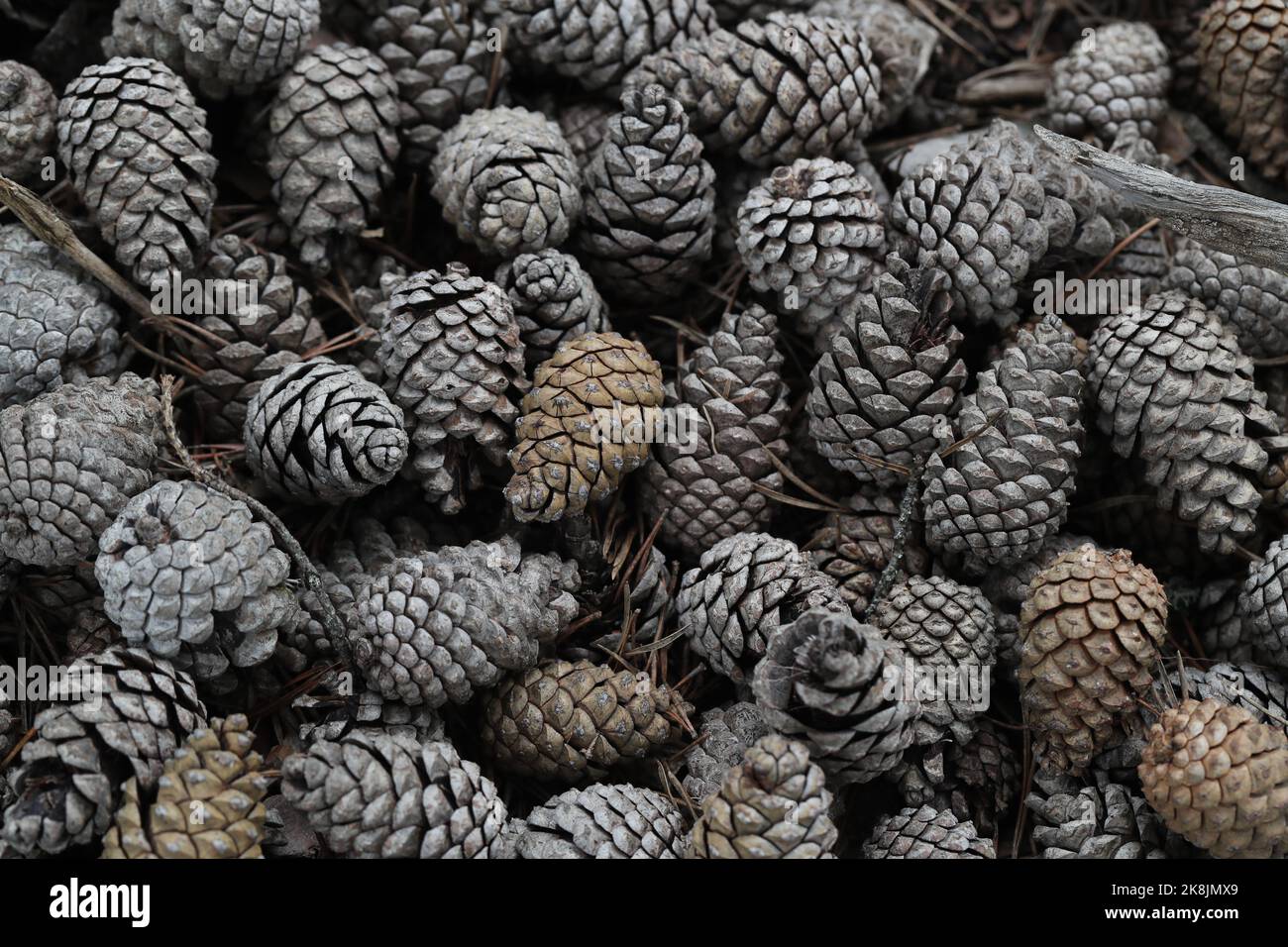 Cone du pin hi-res stock photography and images - Alamy