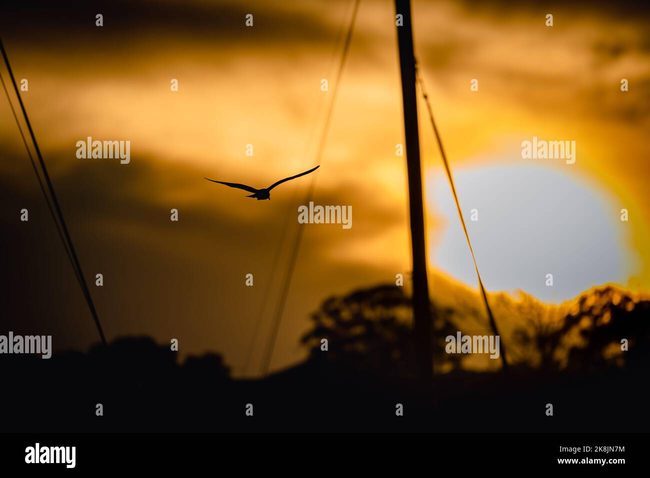 A silhouette of a bird flying at sunset Stock Photo - Alamy