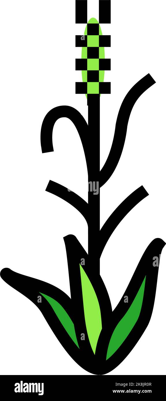 green barley plant color icon vector illustration Stock Vector Image ...