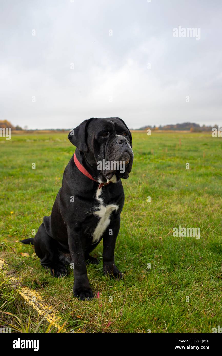 Altai dog hi-res stock photography and images - Alamy