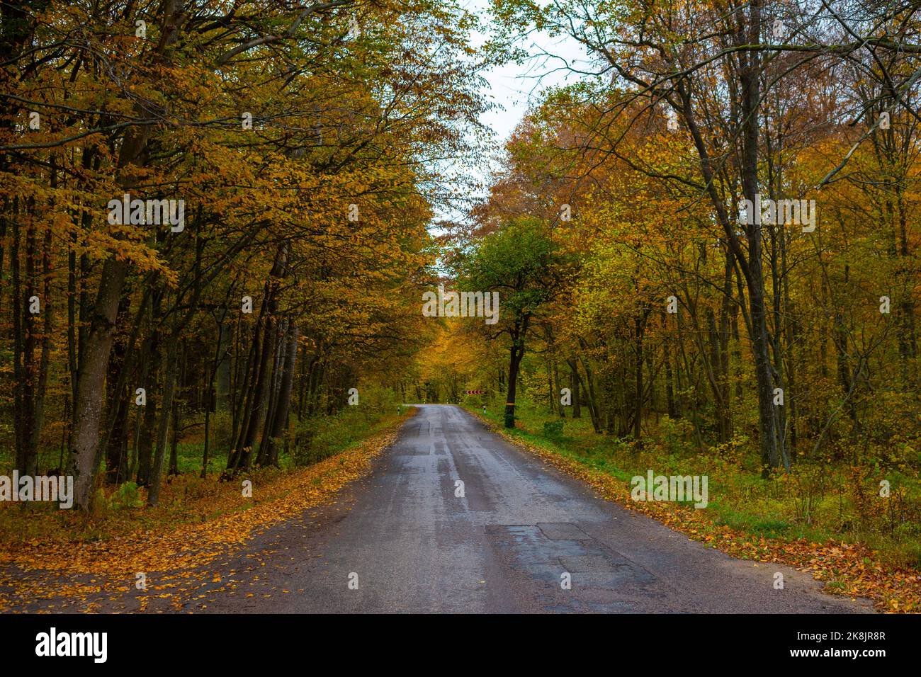 Asphalt road in the dazzling beauty of autumn colors Stock Photo - Alamy