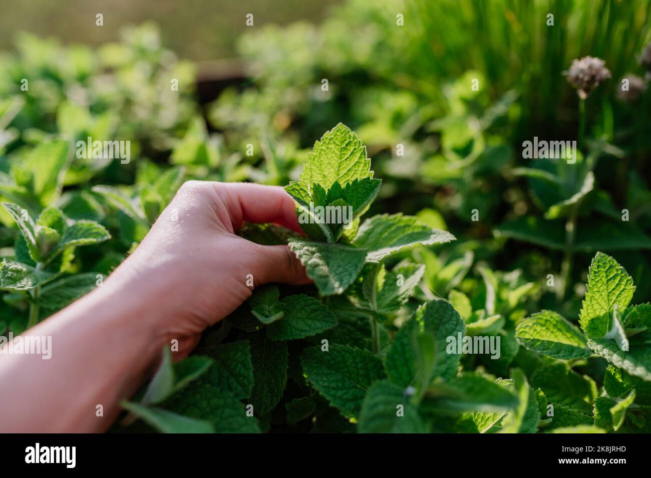 Fresh mint from the garden hi-res stock photography and images - Alamy