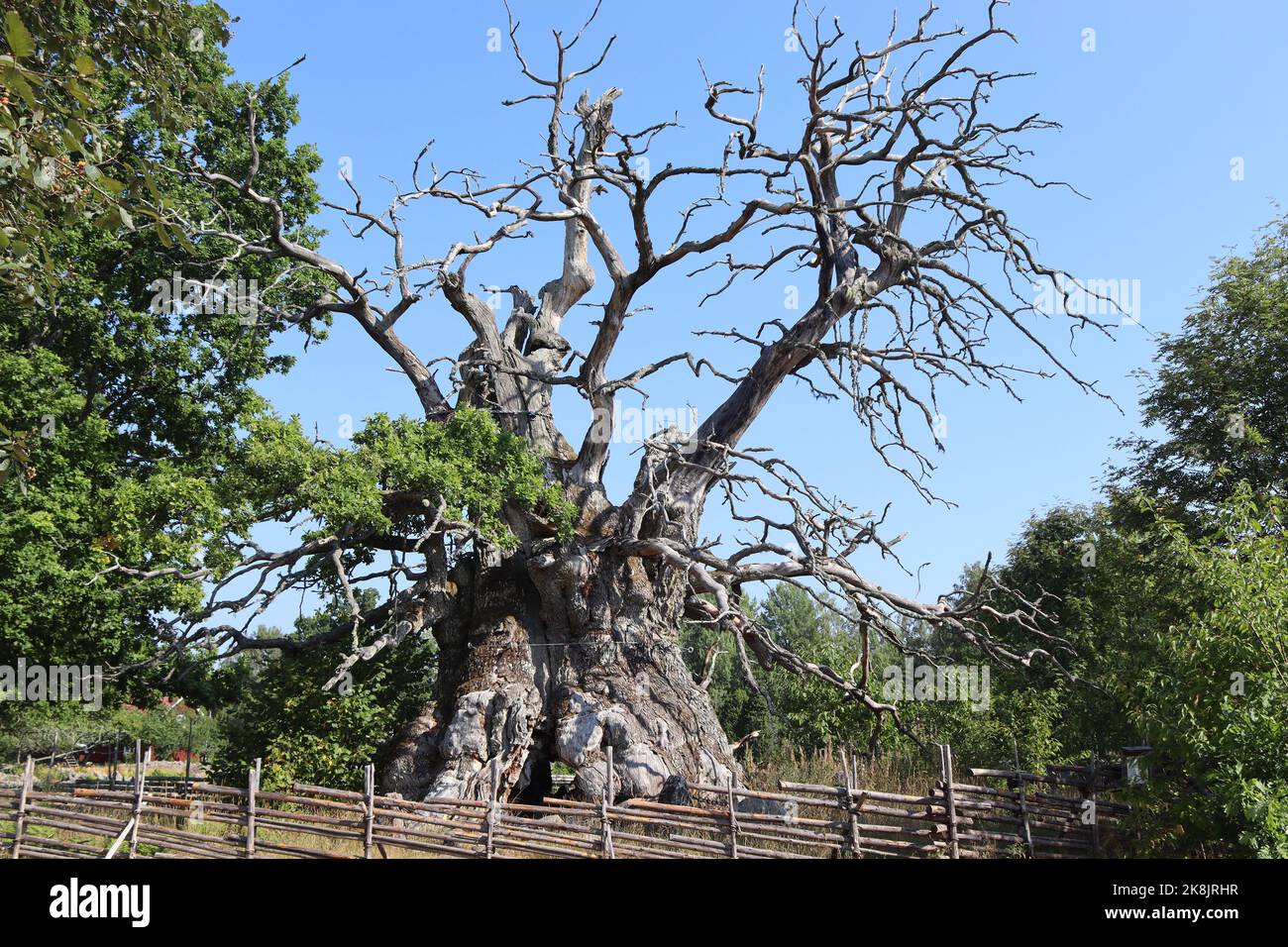 The famous Rumskulla Oak or Kvill Oak Tree(Quercus robur). One of the ...