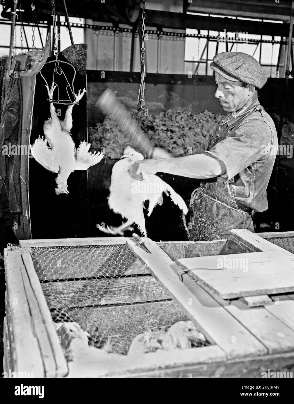 Chicken slaughter hatchery hi-res stock photography and images - Alamy