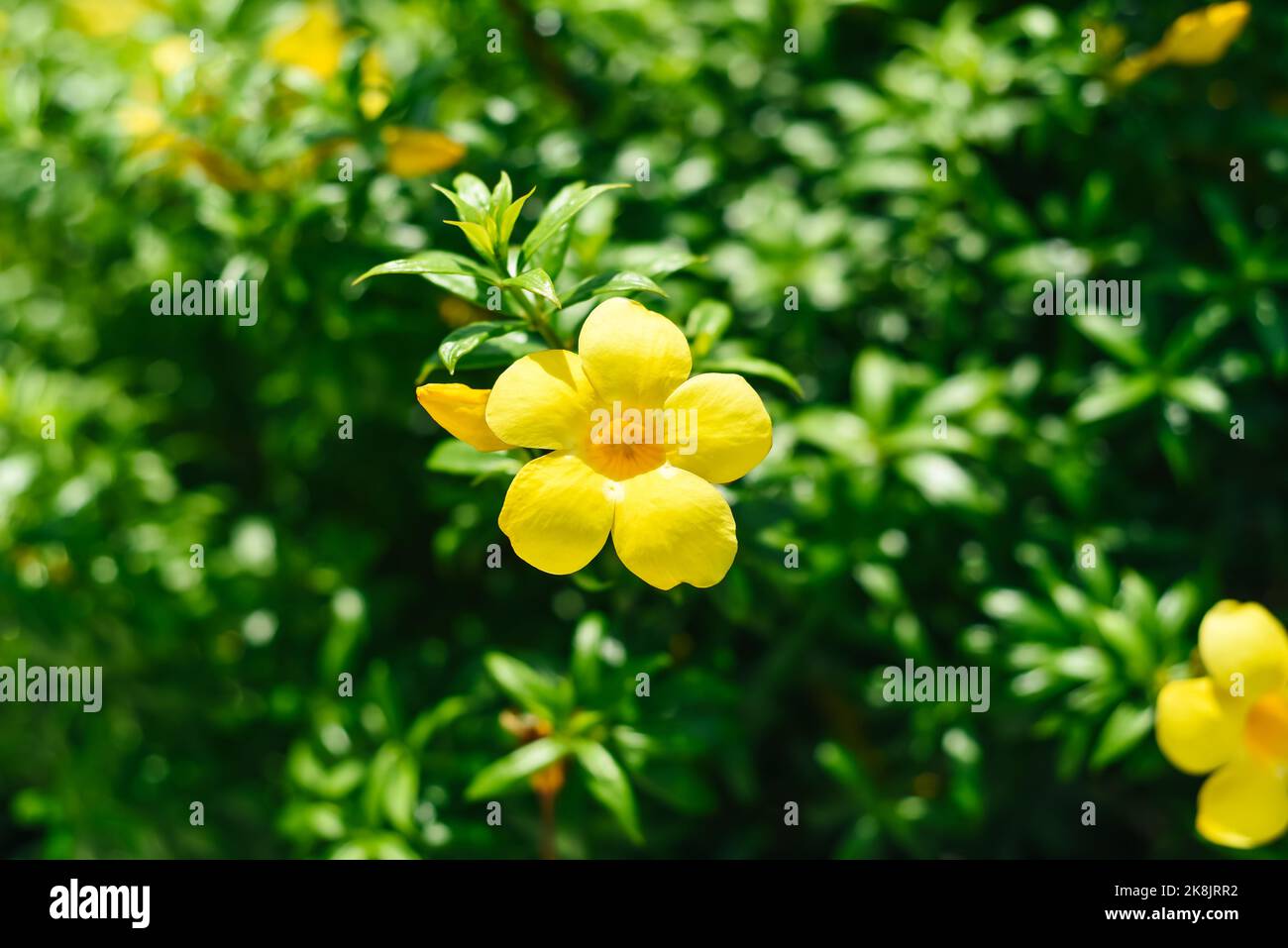 Allamanda flower growing in Vietnam close up Stock Photo - Alamy