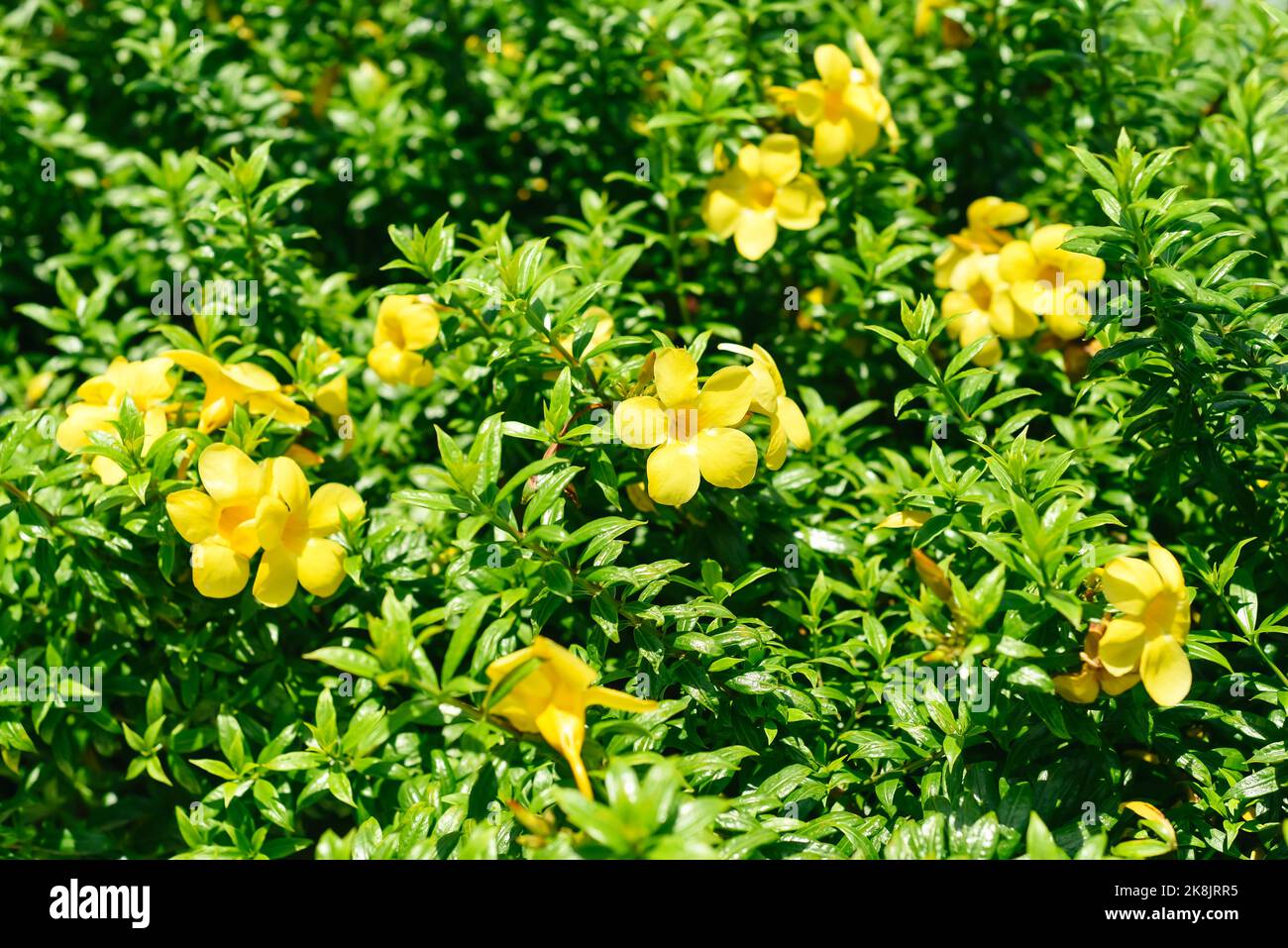 Allamanda flower growing in Vietnam close up Stock Photo - Alamy