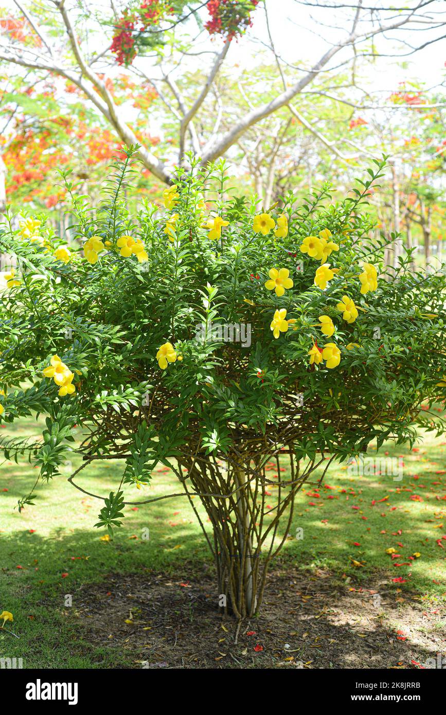 Allamanda flower hi-res stock photography and images - Alamy