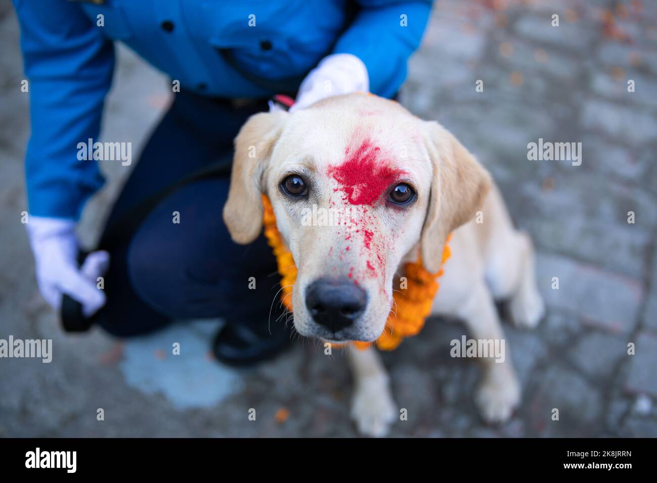 A Nepalese Police force dog seen decorated with color and flower ...