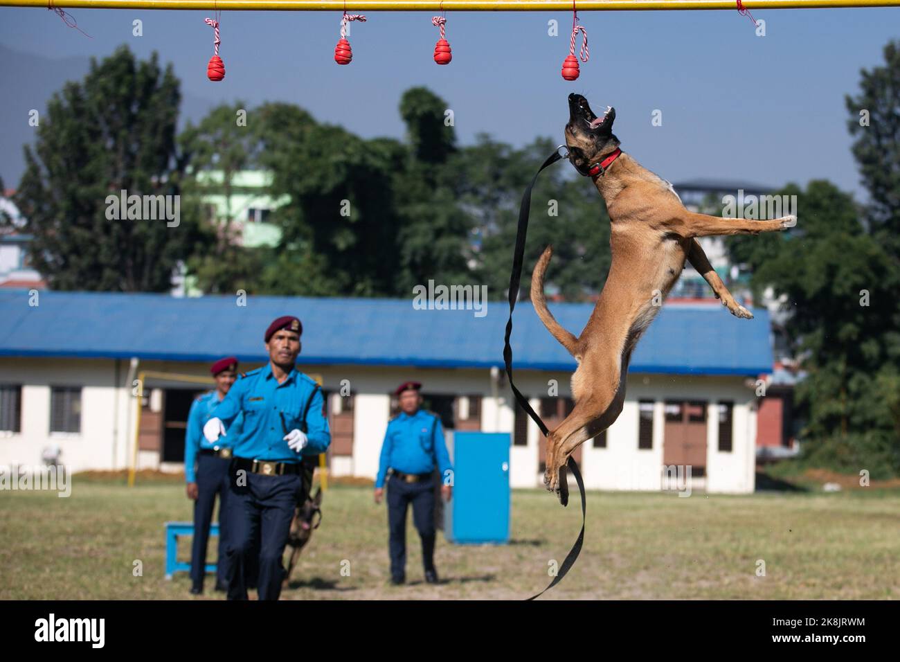 A Nepalese police dog handler with his dog displays training skills ...