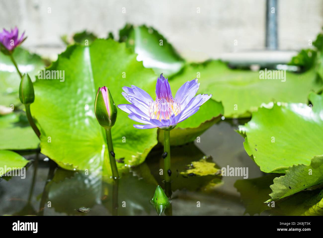 Egyptian blue lotus hi-res stock photography and images - Alamy