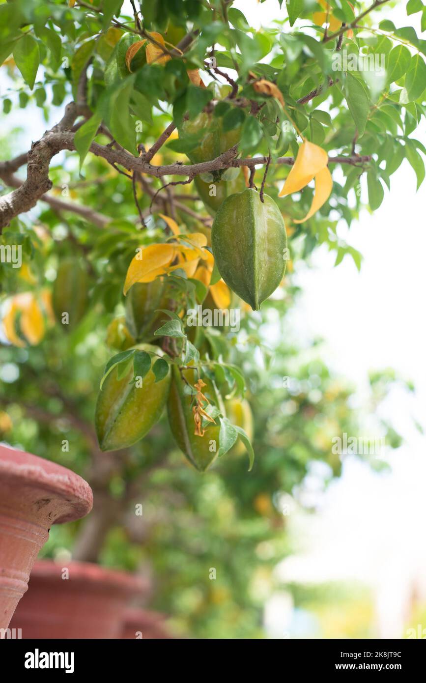 Green Carambola fruit known as star fruit growing on a branch in ...