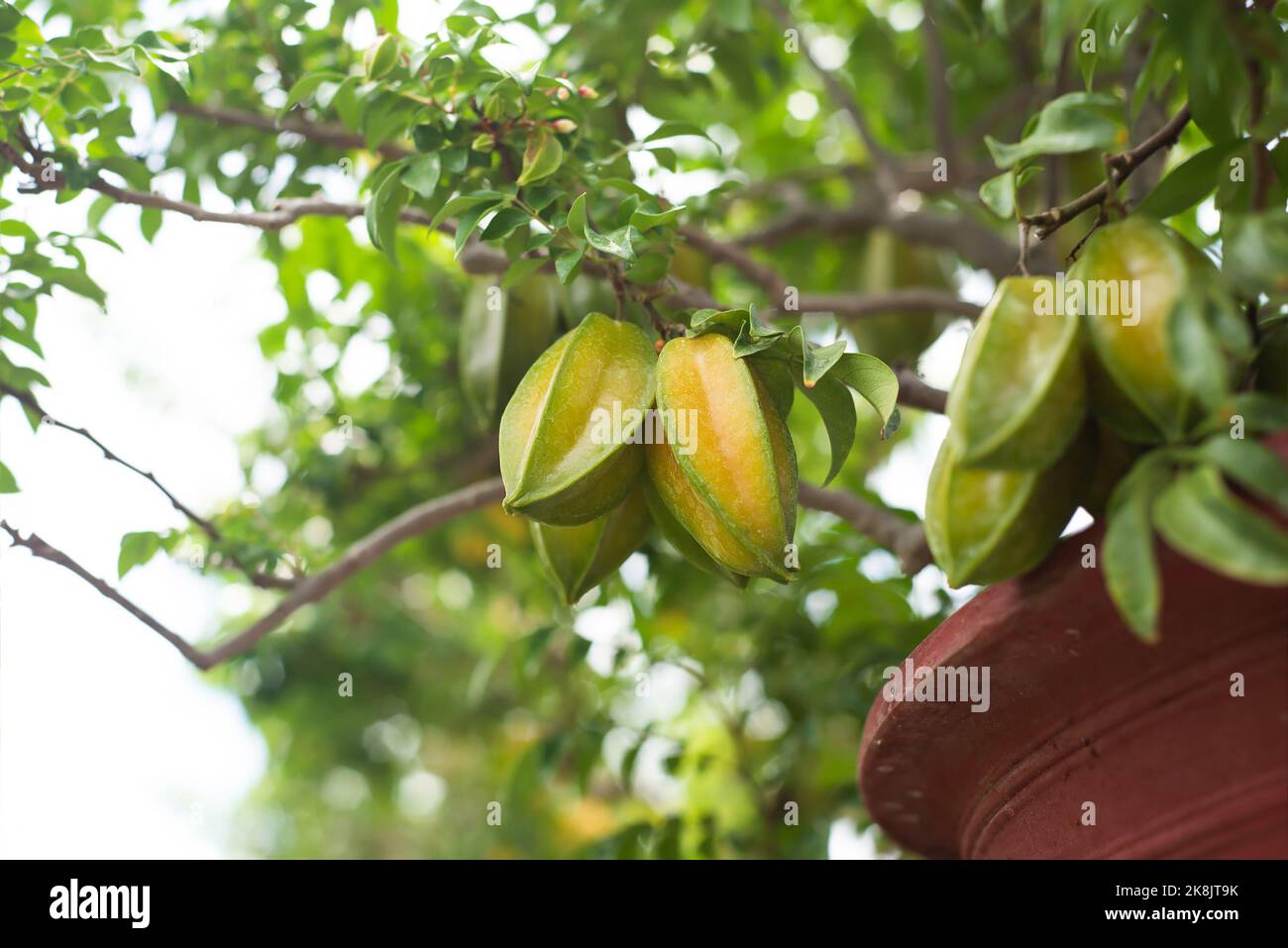 Green Carambola fruit known as star fruit growing on a branch in ...