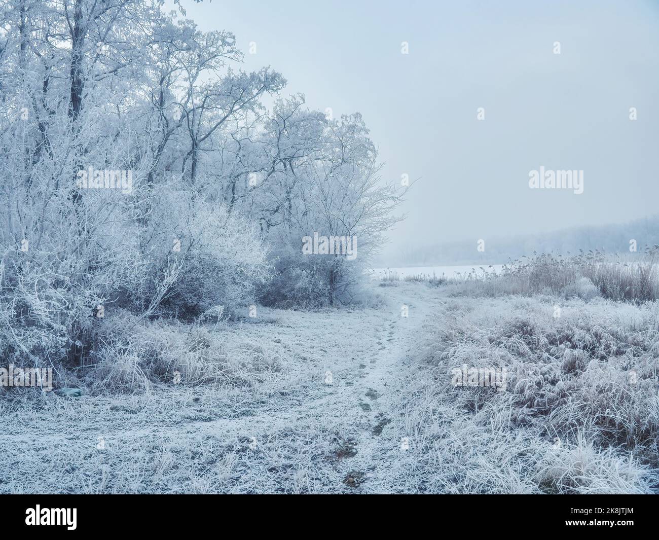 Snowy winter forest with tall pines and beautiful snowy coniferous ...