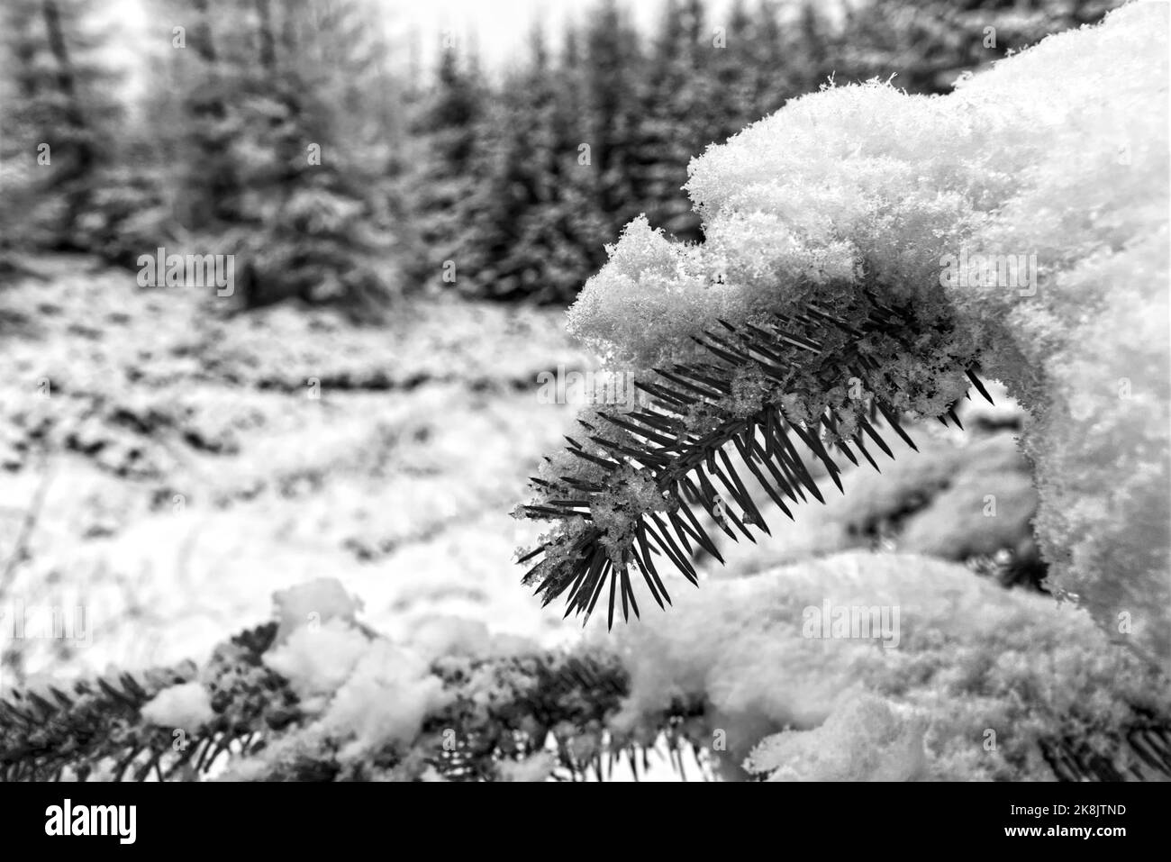 A grayscale shallow focus shot of snowy plant with blur trees in the ...