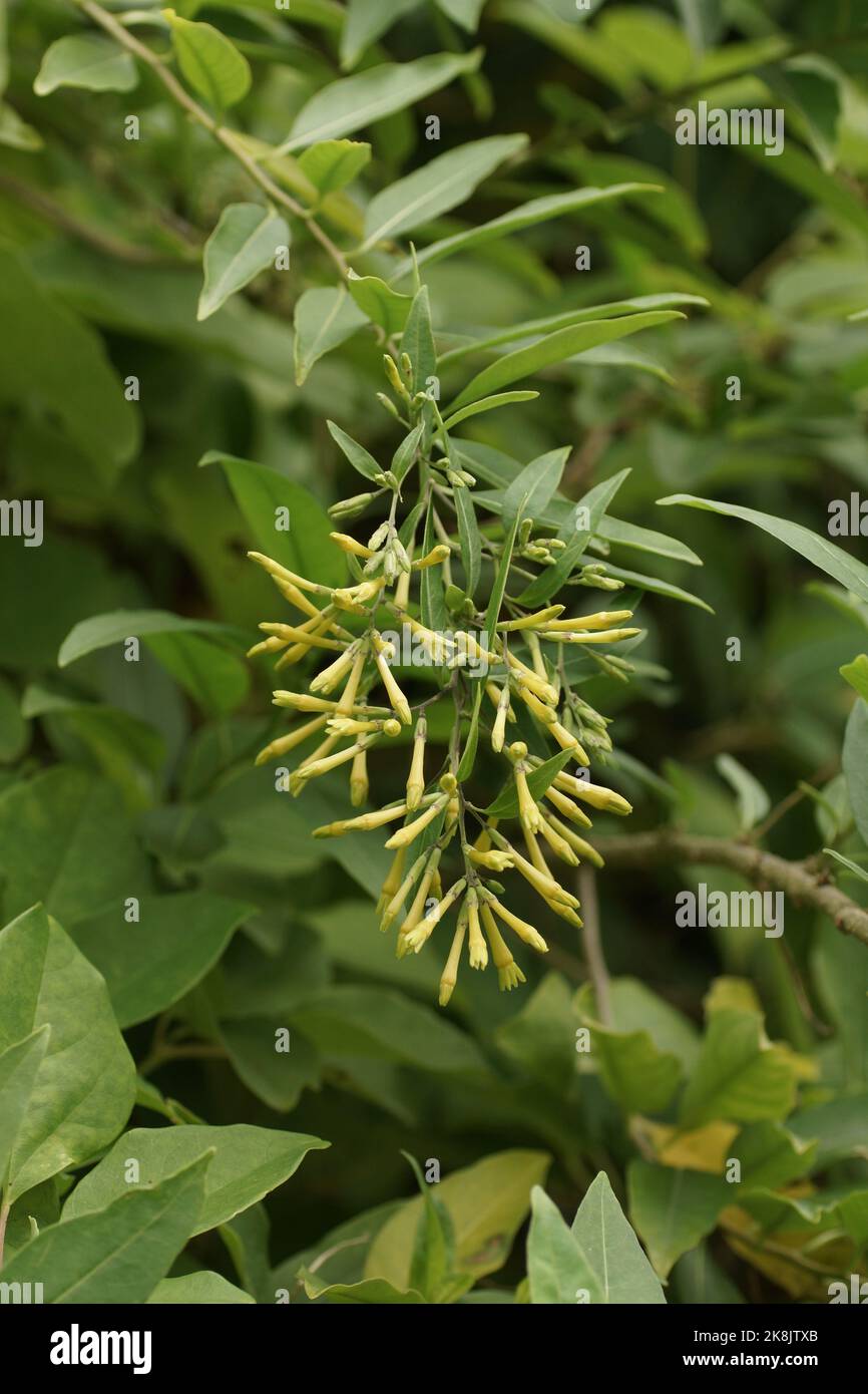 Scented garden shrubs hi-res stock photography and images - Alamy