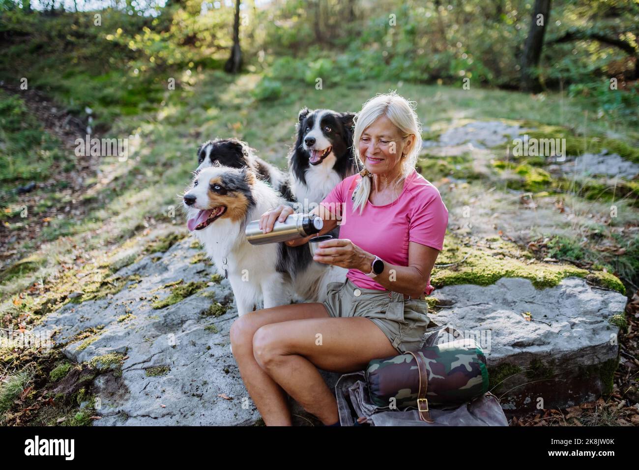 Senior woman having break during walking her three dogs in forest Stock ...