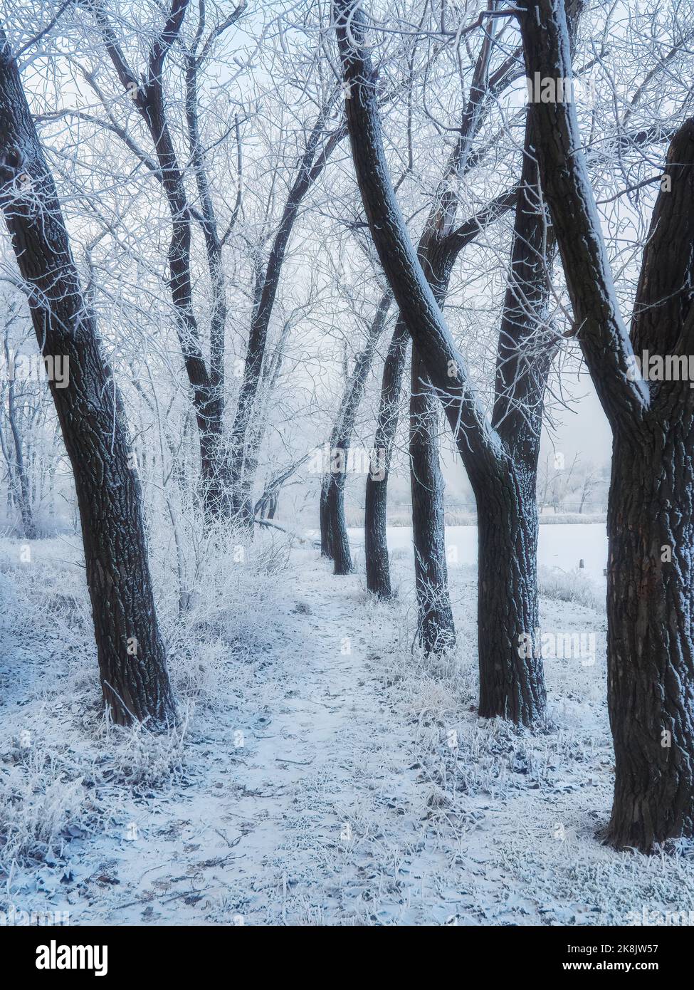 Snowy winter forest with tall pines and beautiful snowy coniferous ...