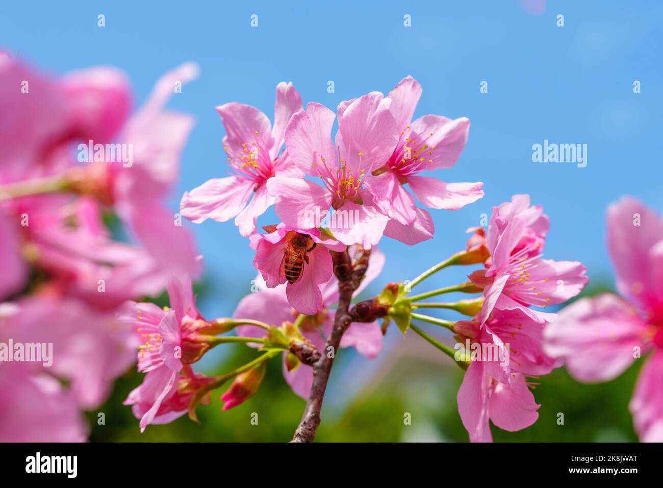 A flowering cherry blossom tree branch against a blurred background ...