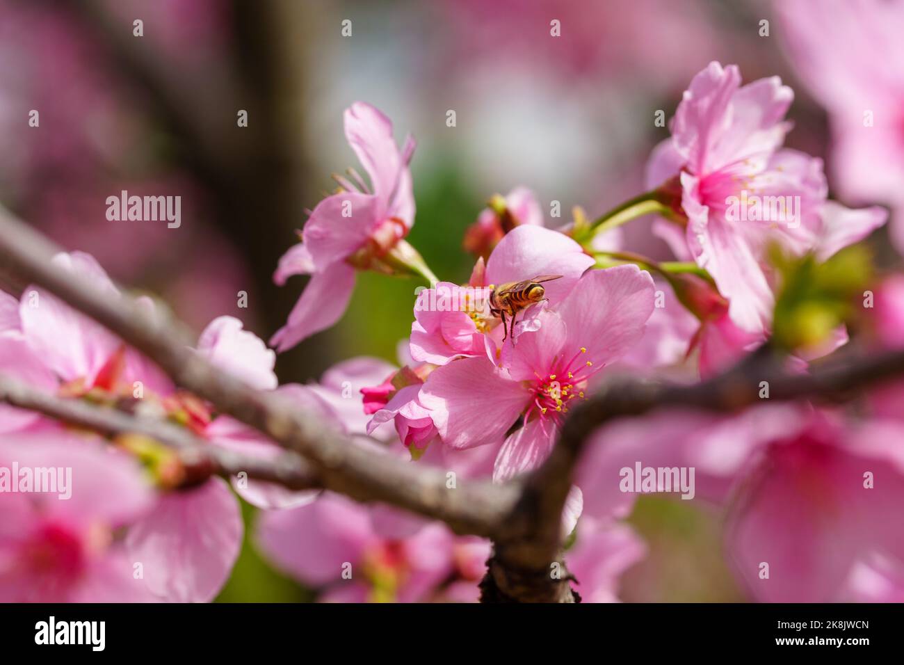 A flowering cherry blossom tree branch against a blurred background ...