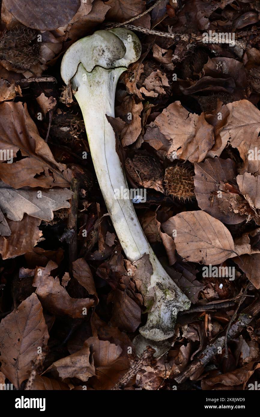 Skeleton in woods hi-res stock photography and images - Alamy