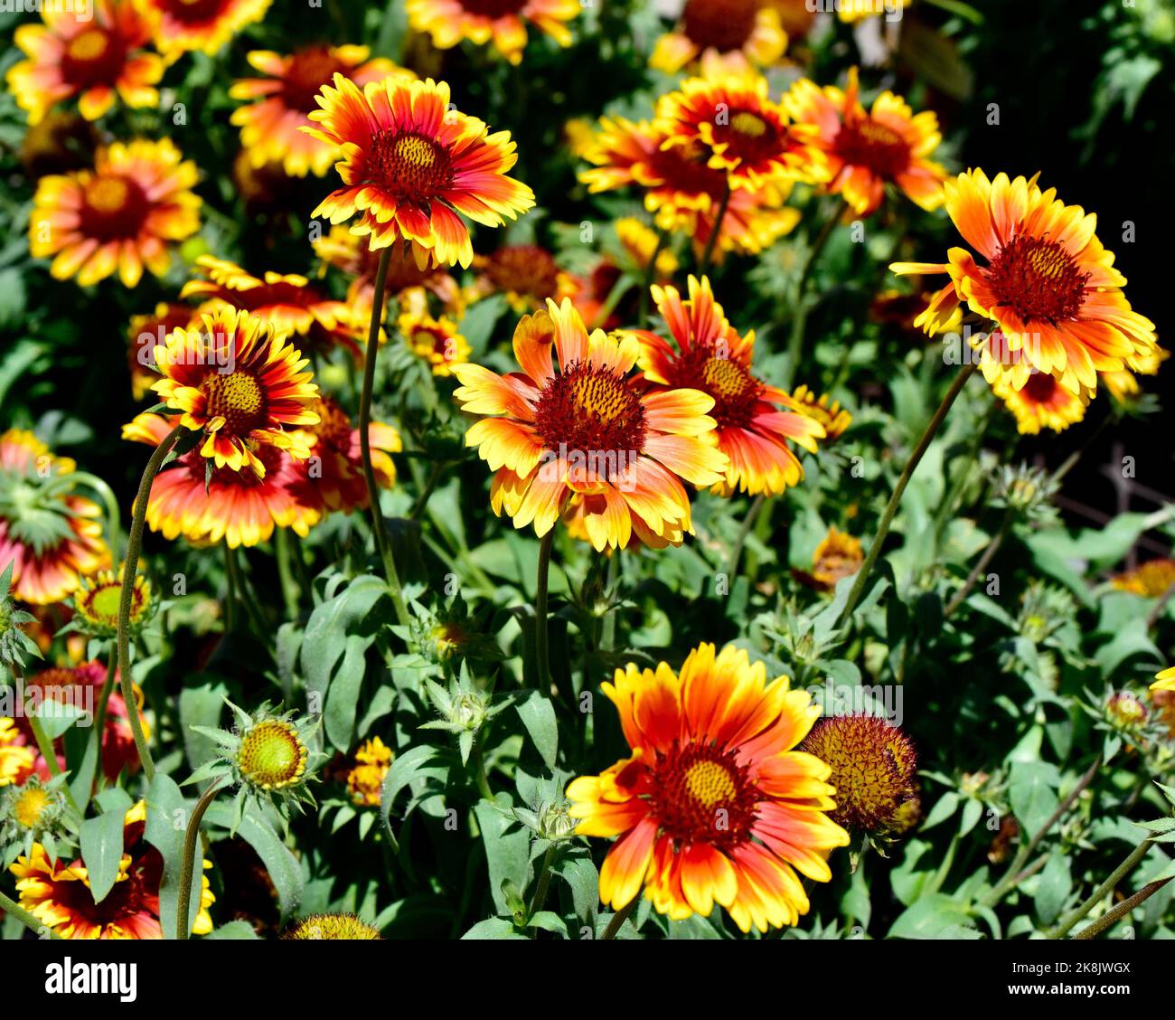 Arizona sun gaillardia hi-res stock photography and images - Alamy