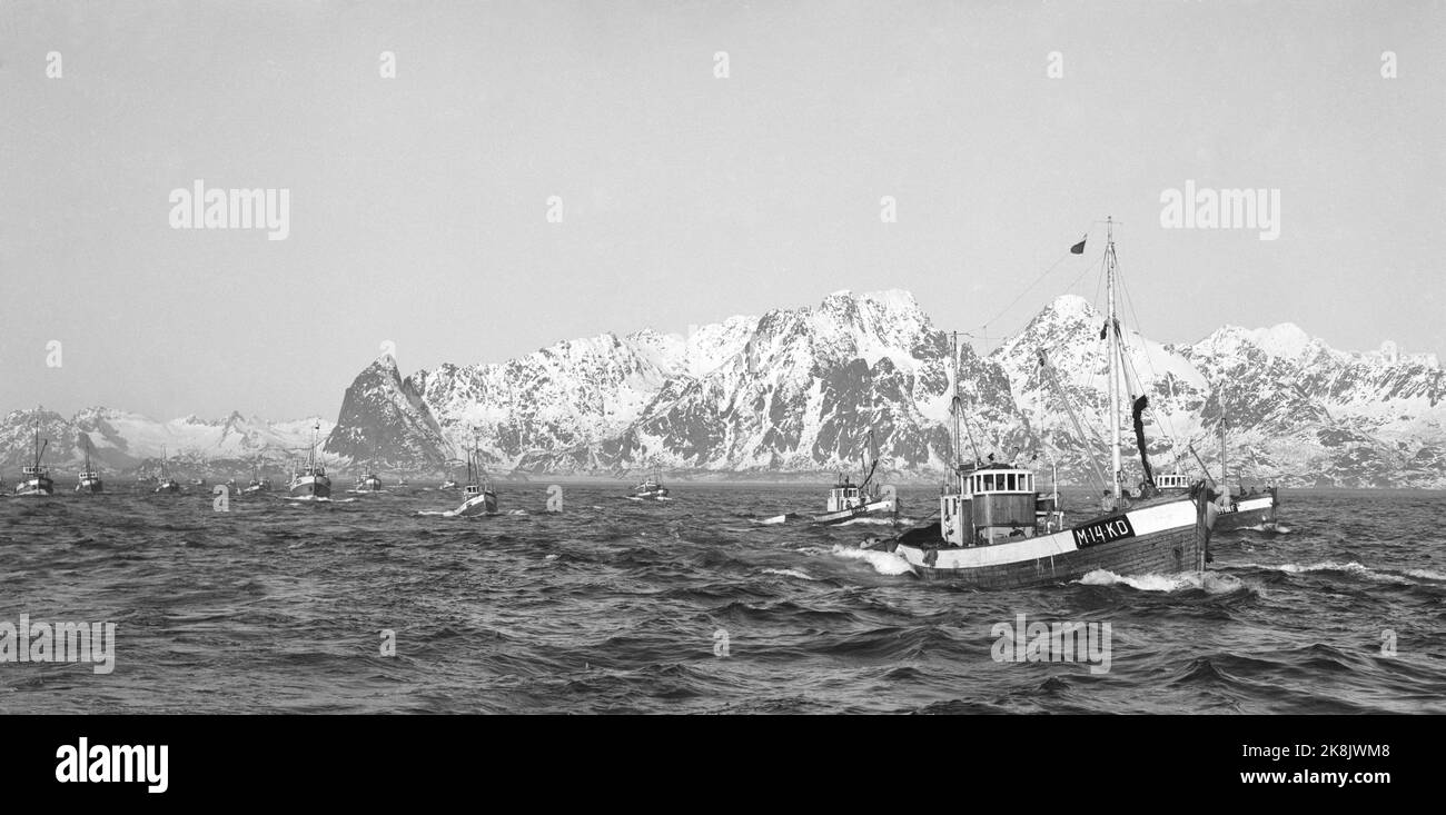 Lofoten March 1956. Lofot fishing for scream / cod in progress. Here ...