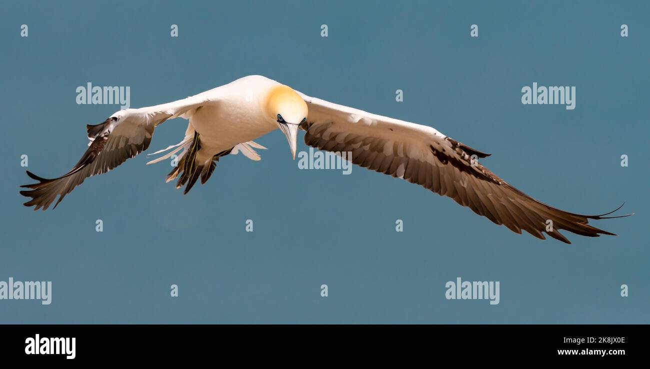 A Northern Gannet soaring in the blue sky during daytime Stock Photo - Alamy