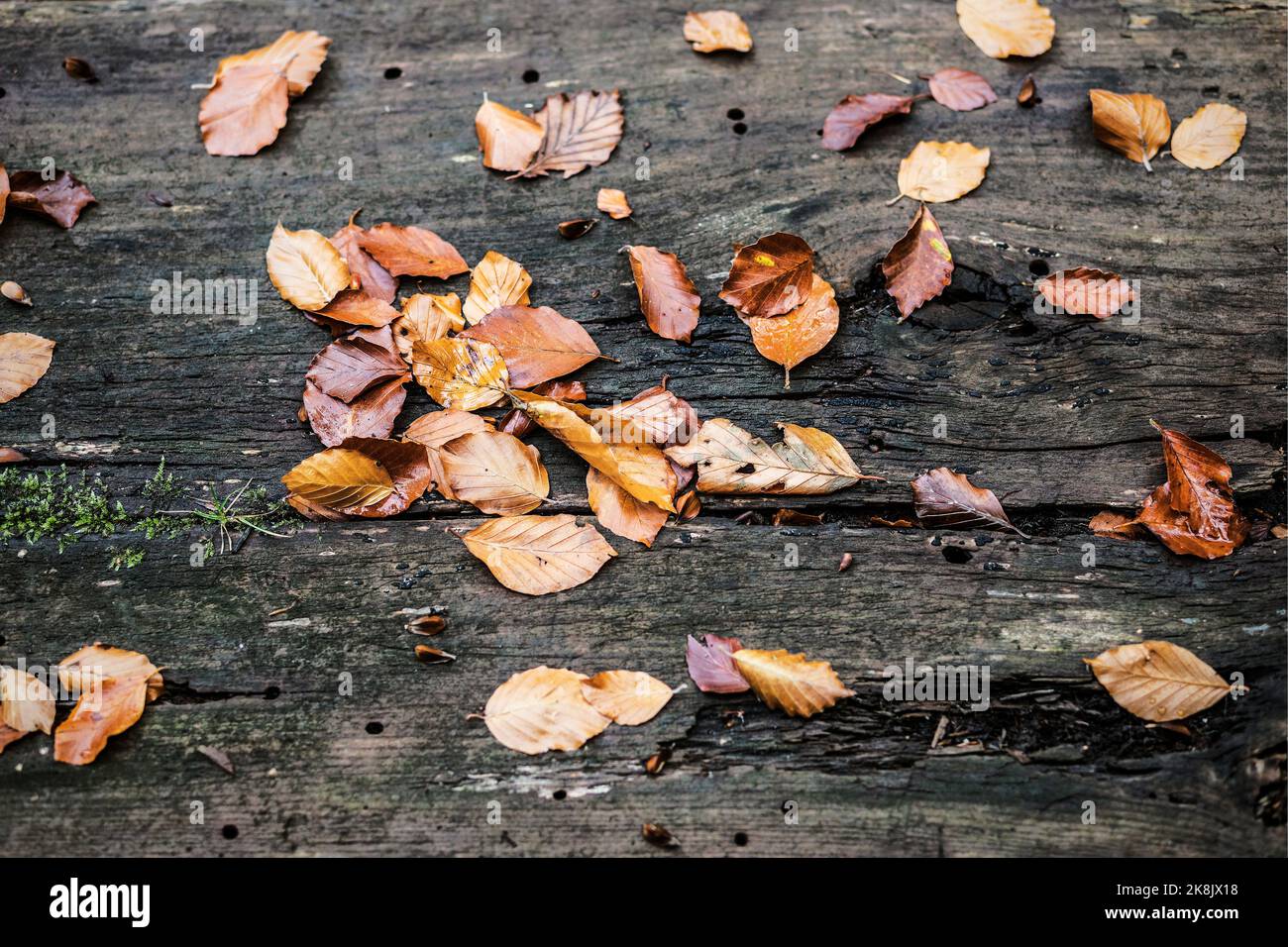 Wet wood surface hi-res stock photography and images - Alamy