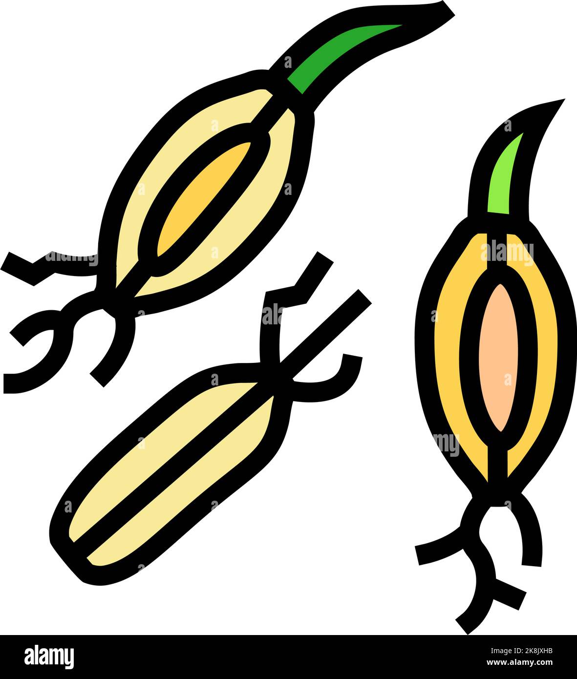 malt barley color icon vector illustration Stock Vector Image & Art - Alamy