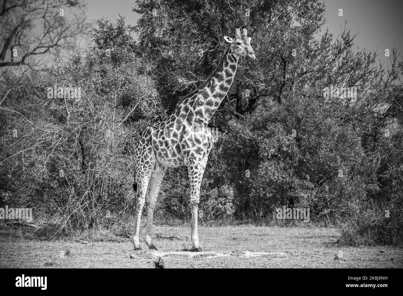 A grayscale of a giraffe standing in the field on the background of ...