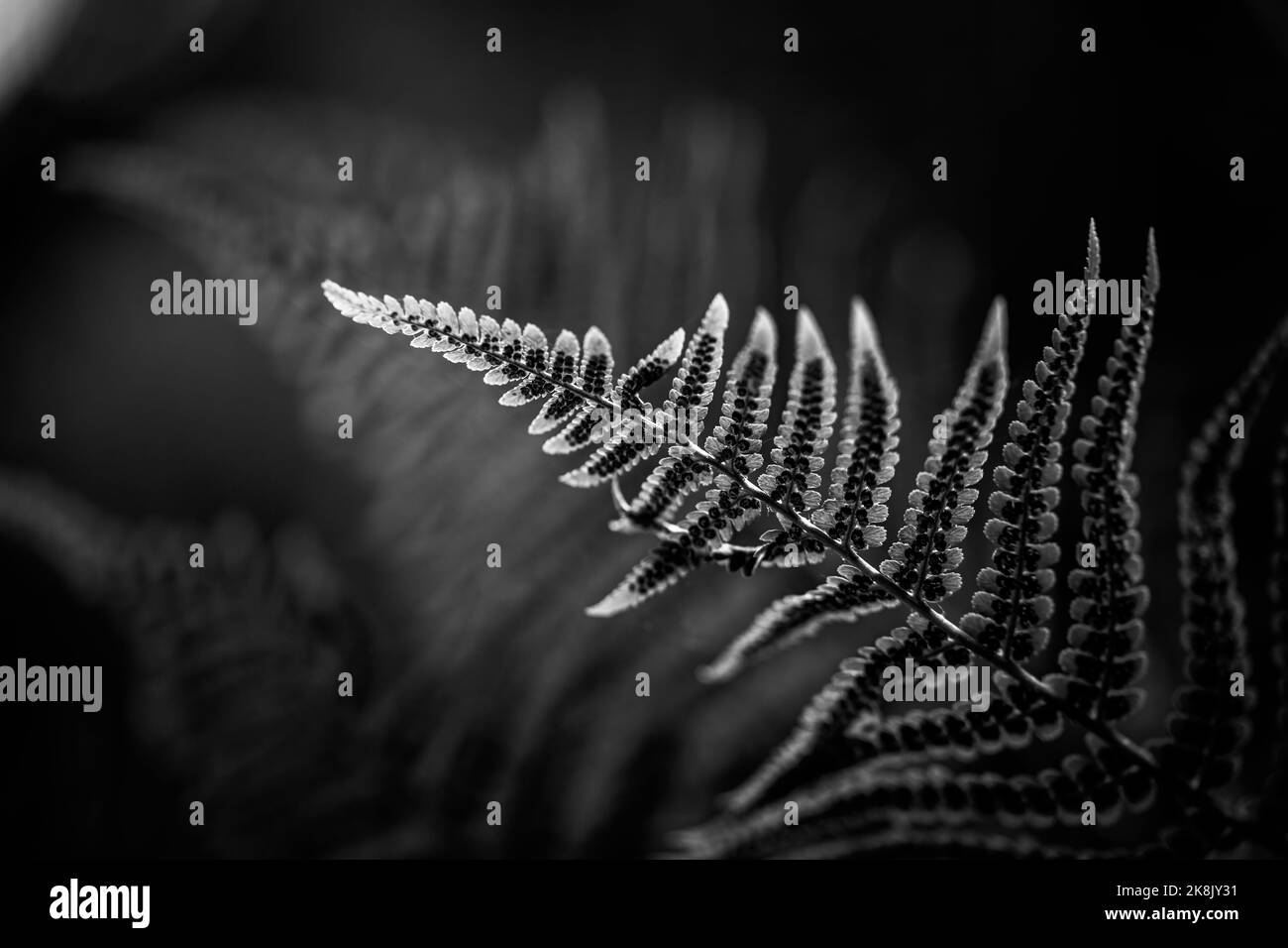 The close-up grayscale view of fern plant leaves before the blurred ...