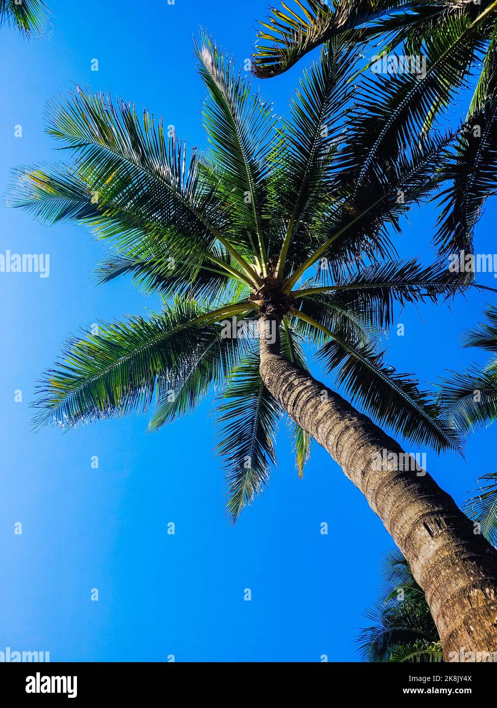 A vertical low angle shot of a palm tree under the clear cloudless sky ...