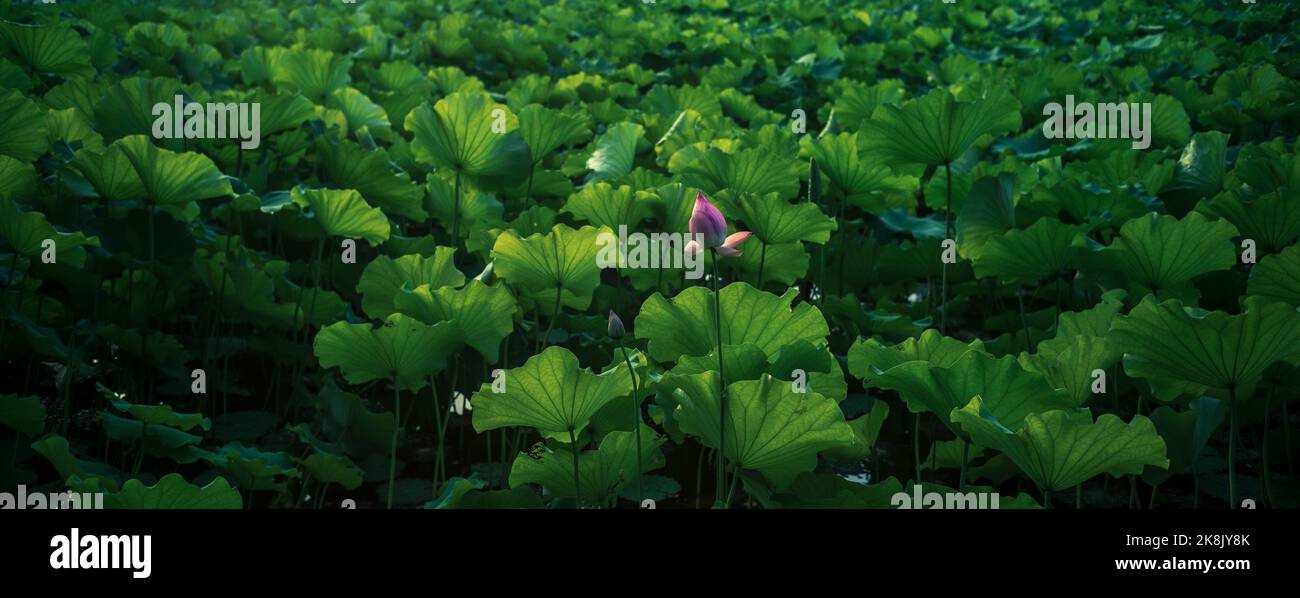 The beautiful view of a Nelumbo nucifera flower bud growing before the ...