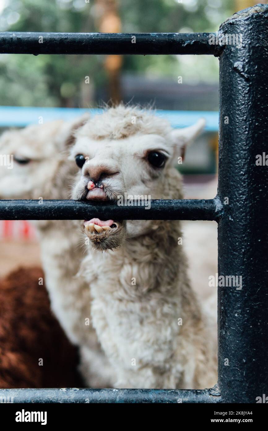 A vertical shot of a cute white llama biting a gate at a zoo Stock ...